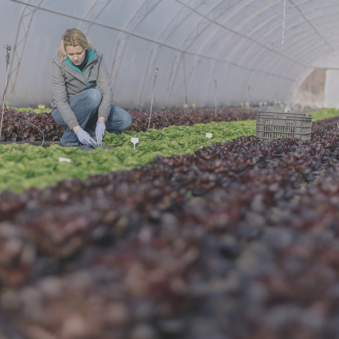 USDA is Providing Organic Producers Pandemic Assistance Certified ...