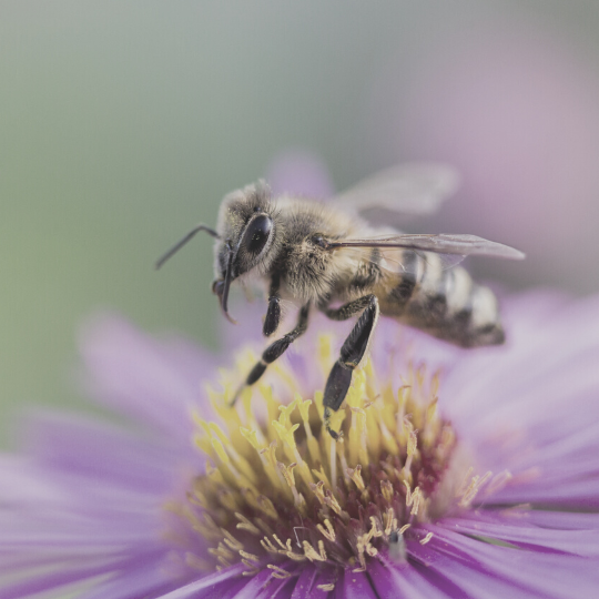 Pollinator Habitat Program Now Accepting Grant Applications - UnitedAg