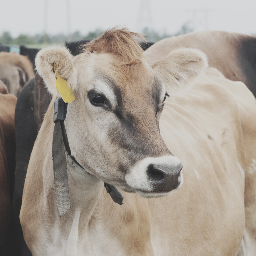 USDA extends comment period for two organic rules - UnitedAg USDA extends comment period for two organic rules - UnitedAg